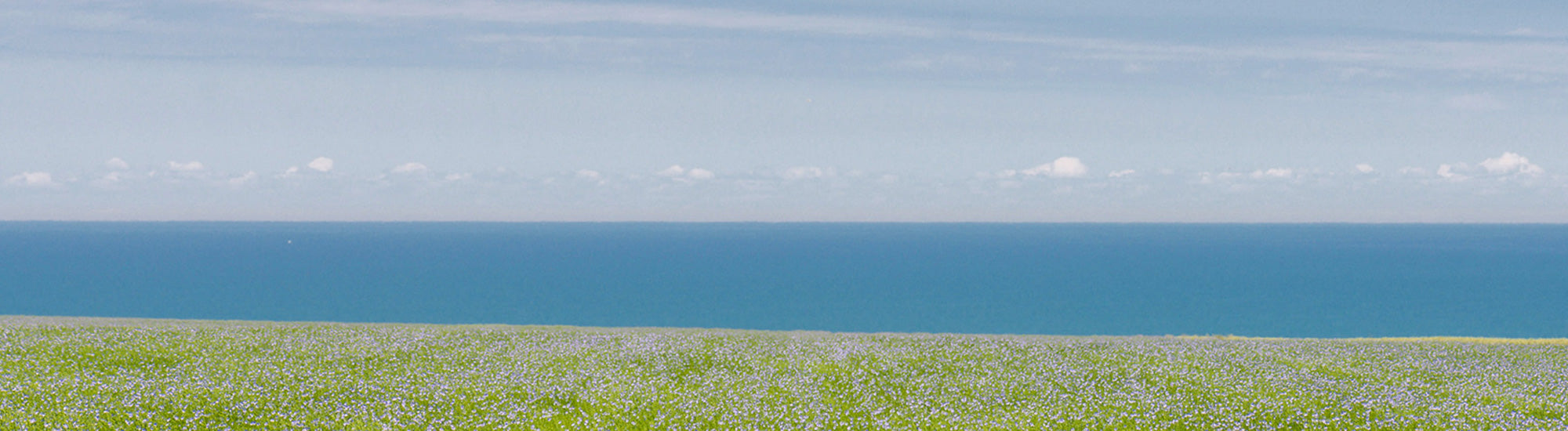 Porto Shirts – Alex Crane