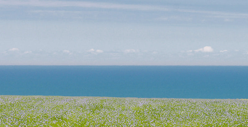 Porto Shirts – Alex Crane